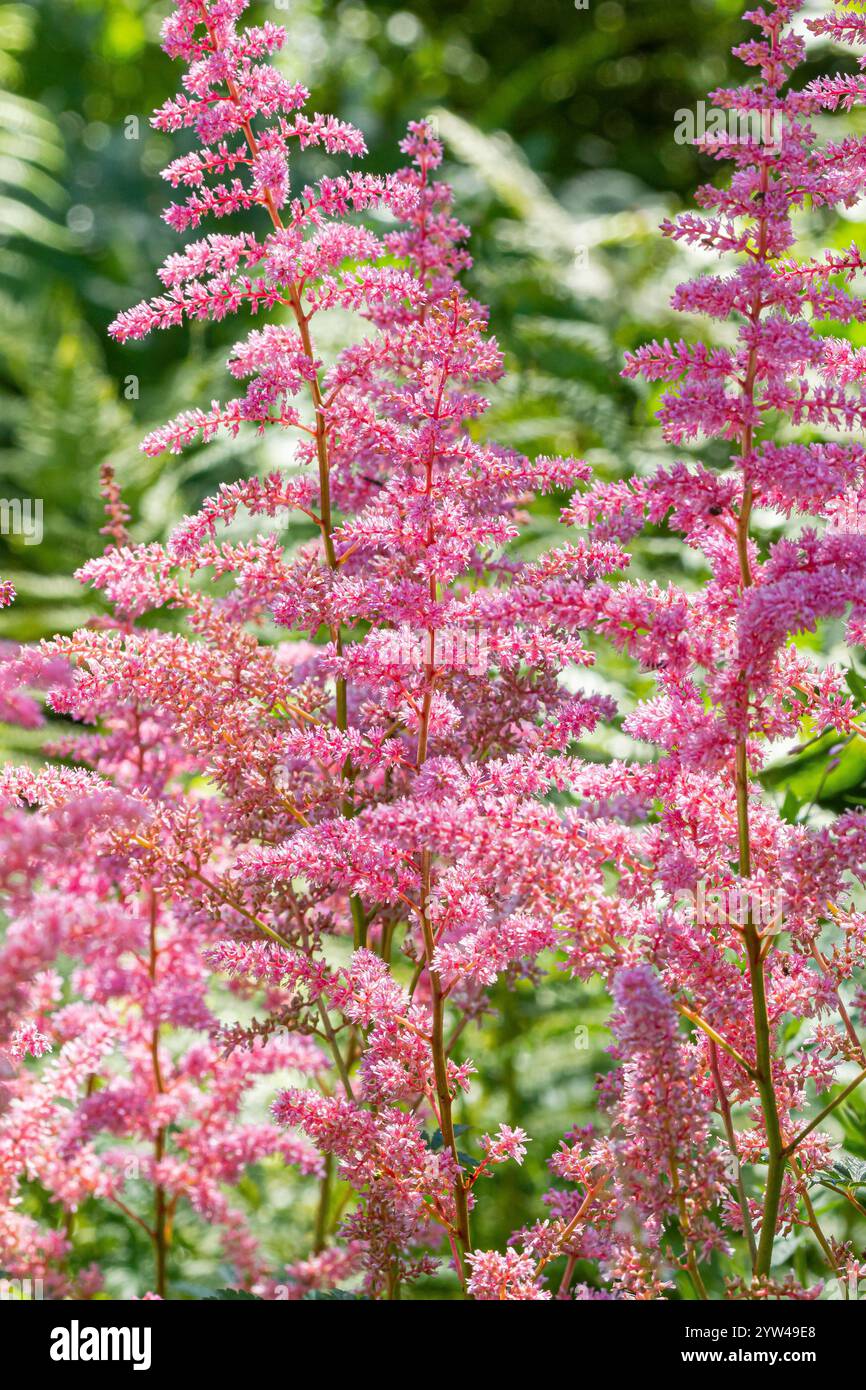 False Spirea, Astilbe arendsii 'Calleya', flowers Stock Photo - Alamy