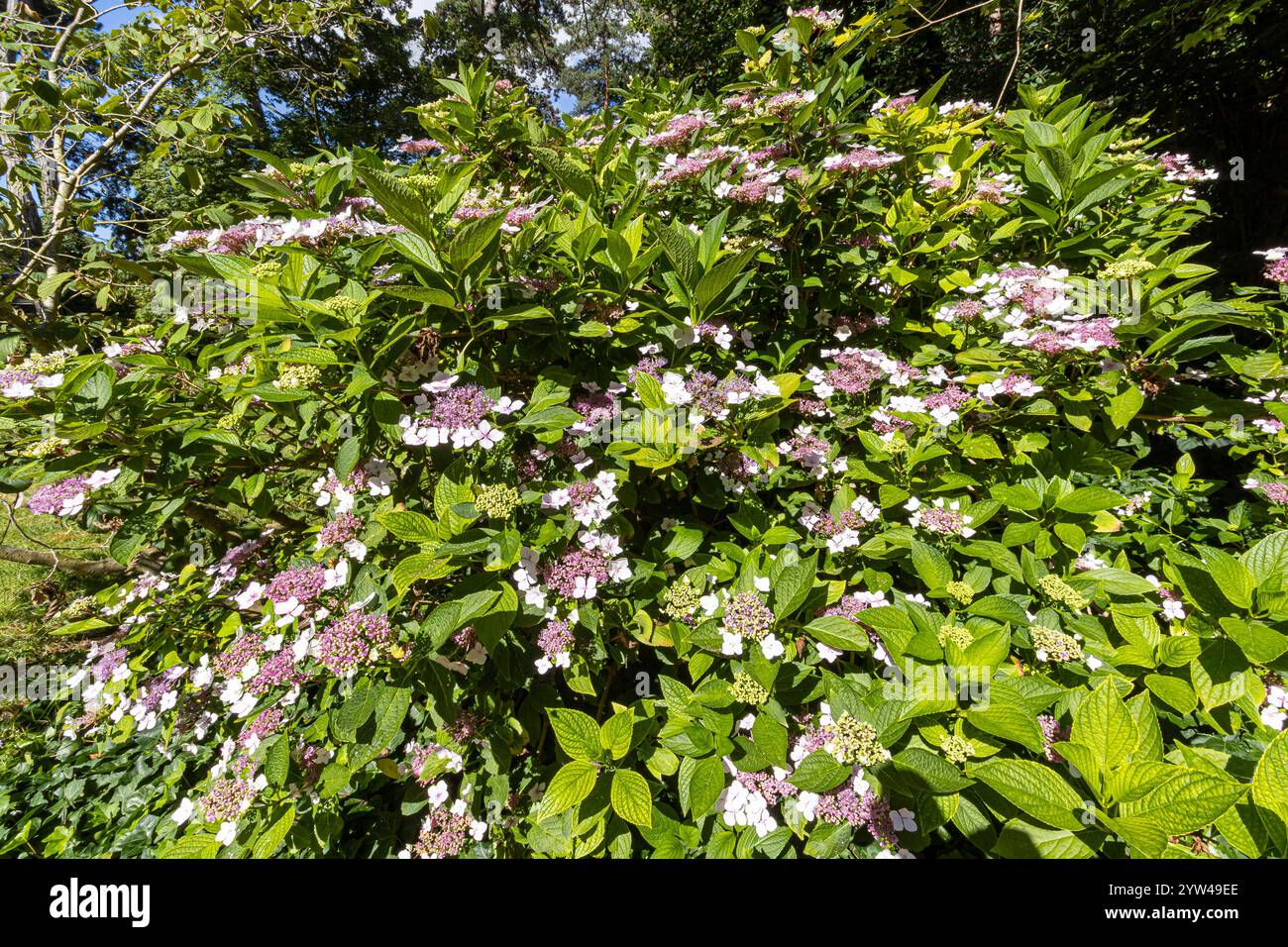 French hydrangea, Hydrangea macrophylla 'Sea Foam', flowers Stock Photo ...