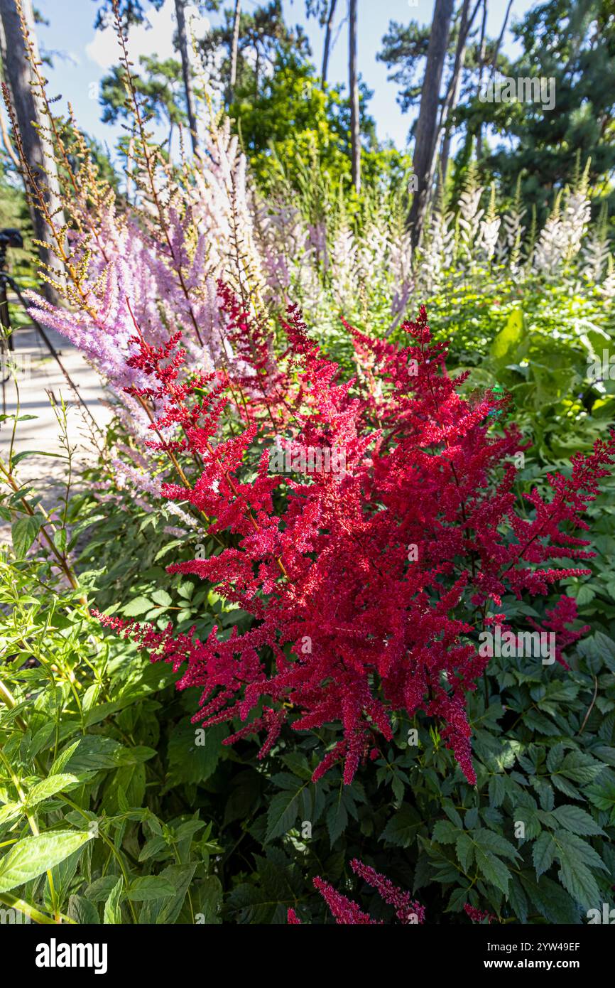 False Spirea, Astilbe arendsii 'Fata Morgana', flowers Stock Photo - Alamy