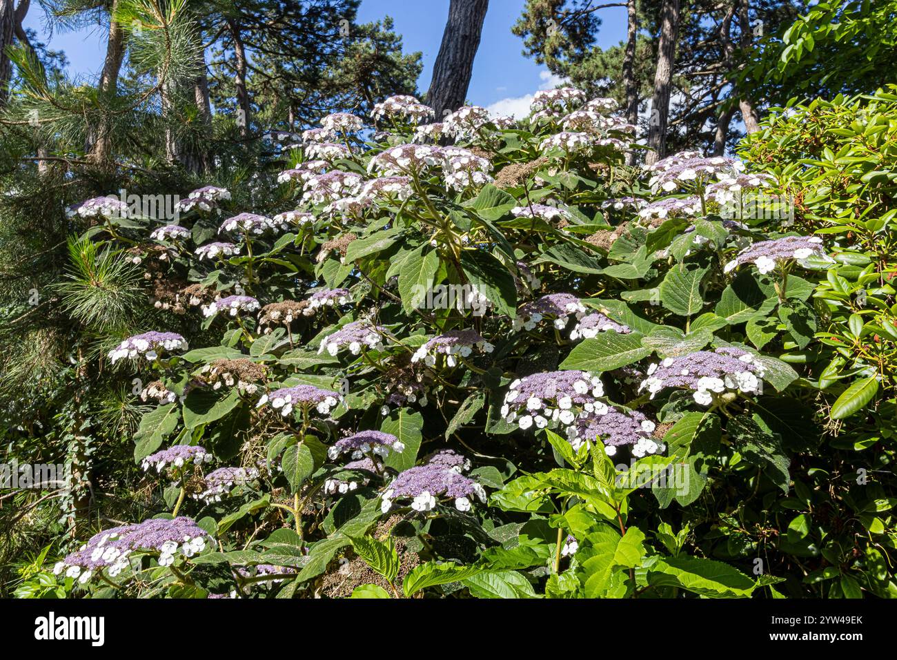 Hydrangea, Hydrangea strigosa, in bloom Stock Photo - Alamy