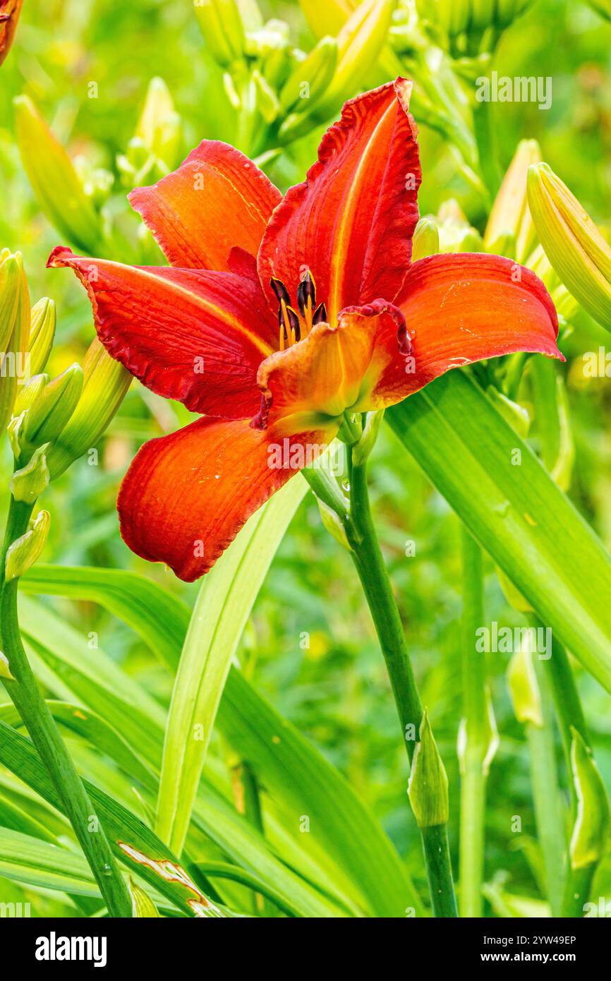 Daylily 'Chicago Firecracker', Hemerocallis 'Chicago Firecracker ...