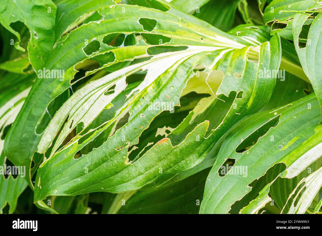 Slug damage on Plantain Lily 'Medio Variegata', Hosta undulata 'Medio ...