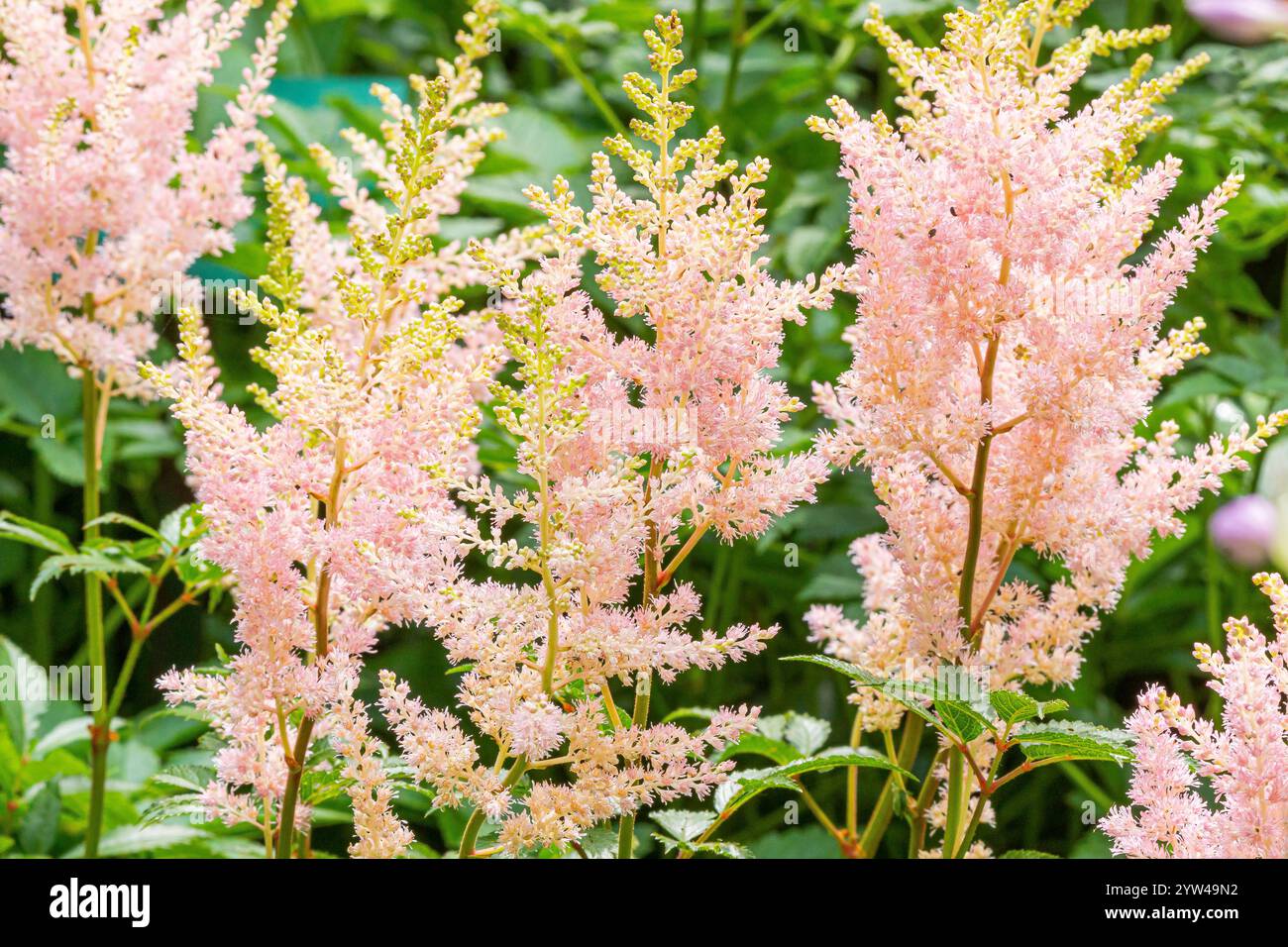 False Spirea ?Elizabeth Bloom', Astilbe arendsii ?Elizabeth Bloom ...