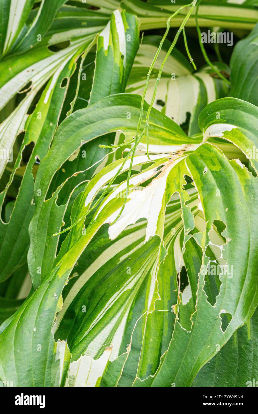 Slug damage on Plantain Lily 'Medio Variegata', Hosta undulata 'Medio ...