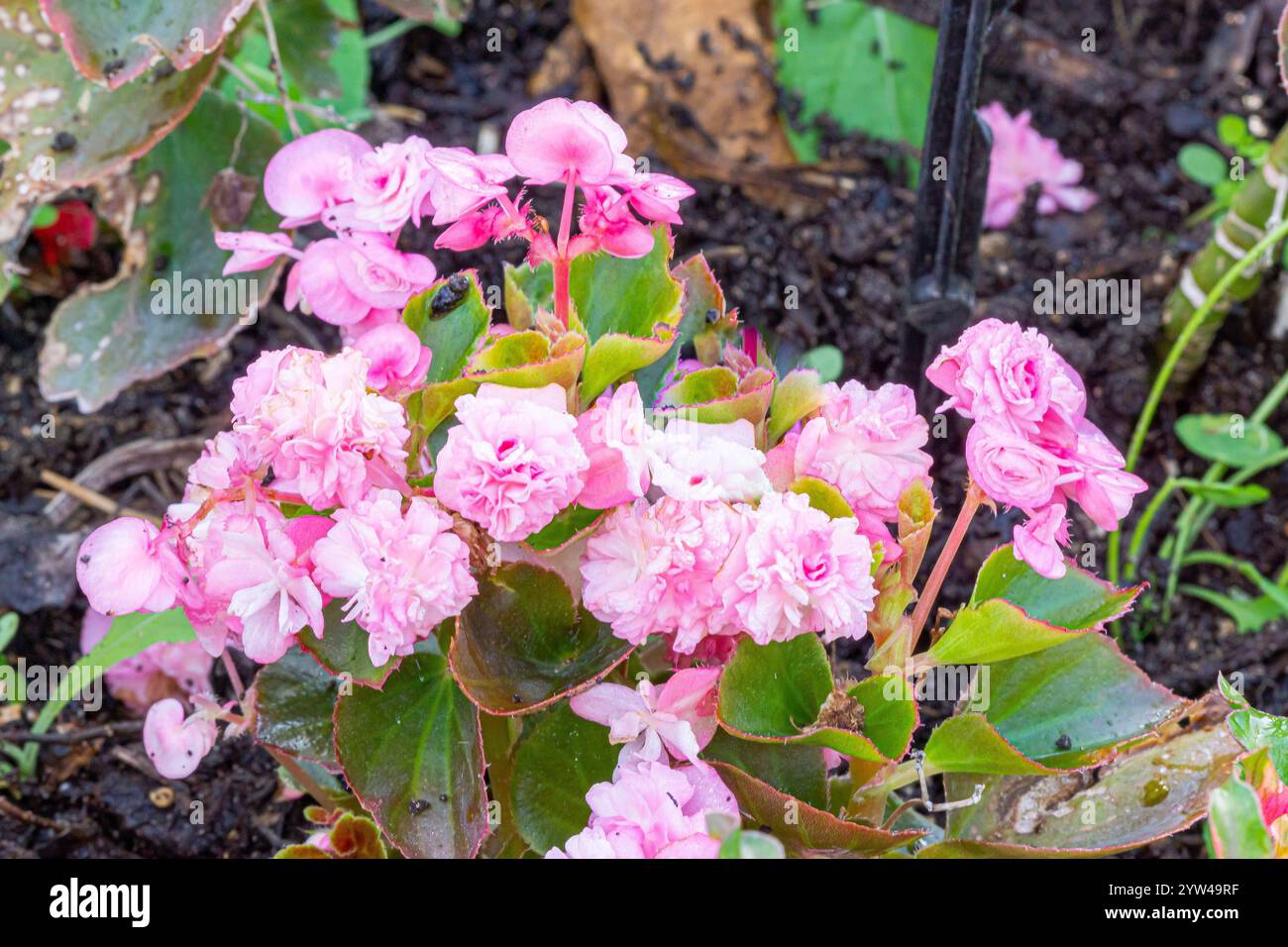 Begonia semperflorens 'Gustave Rose', flowers Stock Photo - Alamy