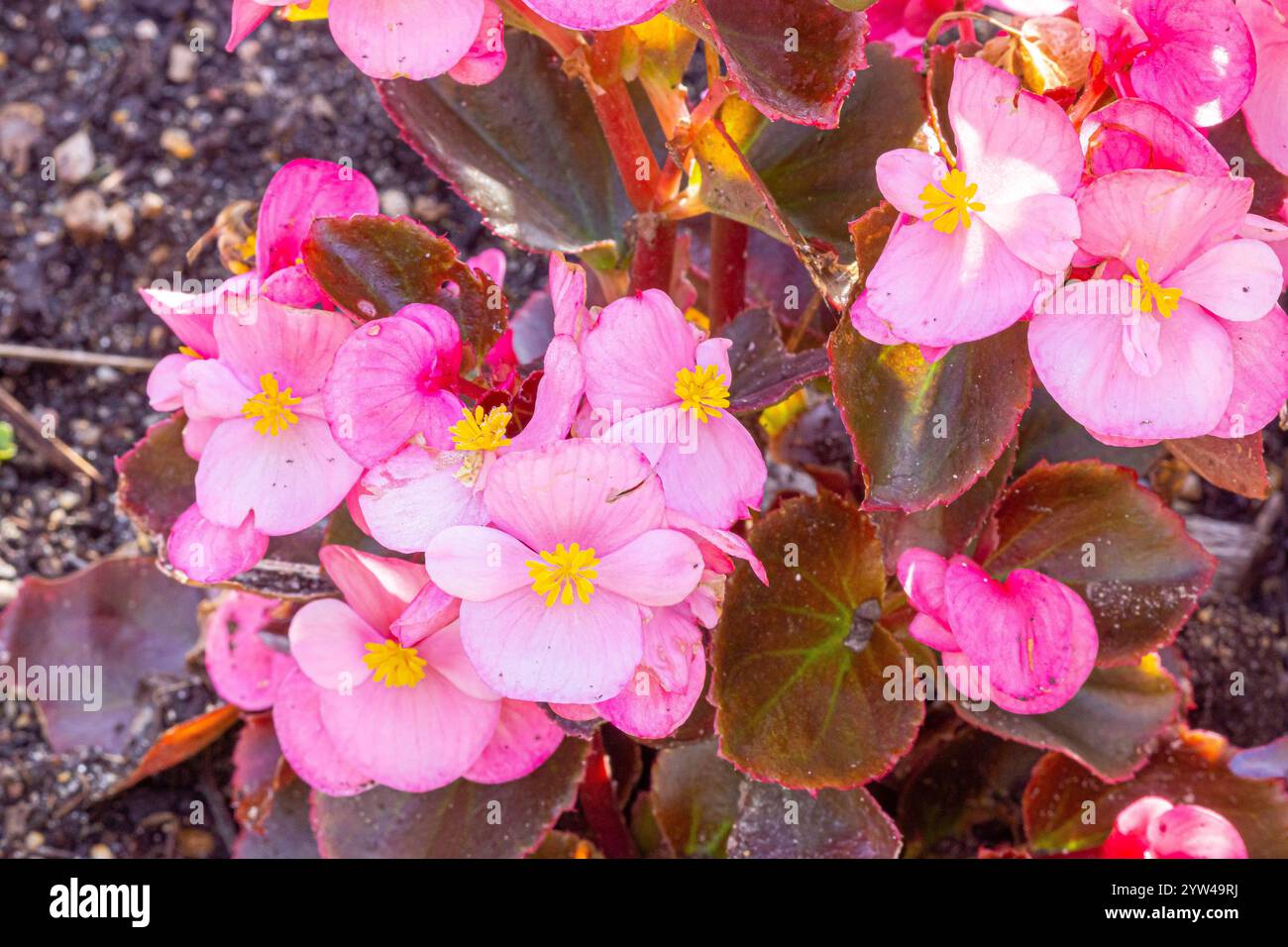 Begonia semperflorens 'Senator Rose', flowers Stock Photo - Alamy