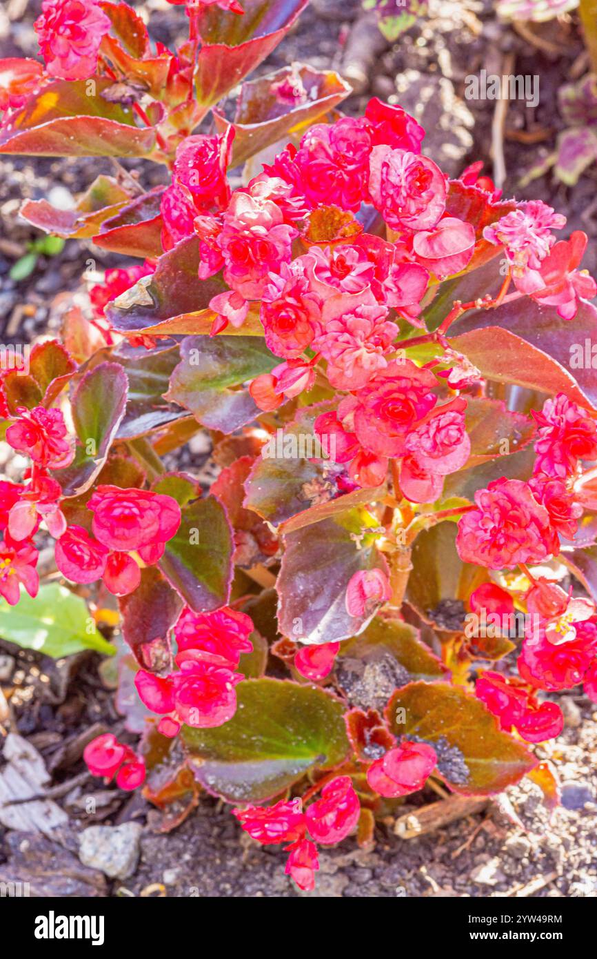 Begonia semperflorens 'Senator Red', flowers Stock Photo - Alamy