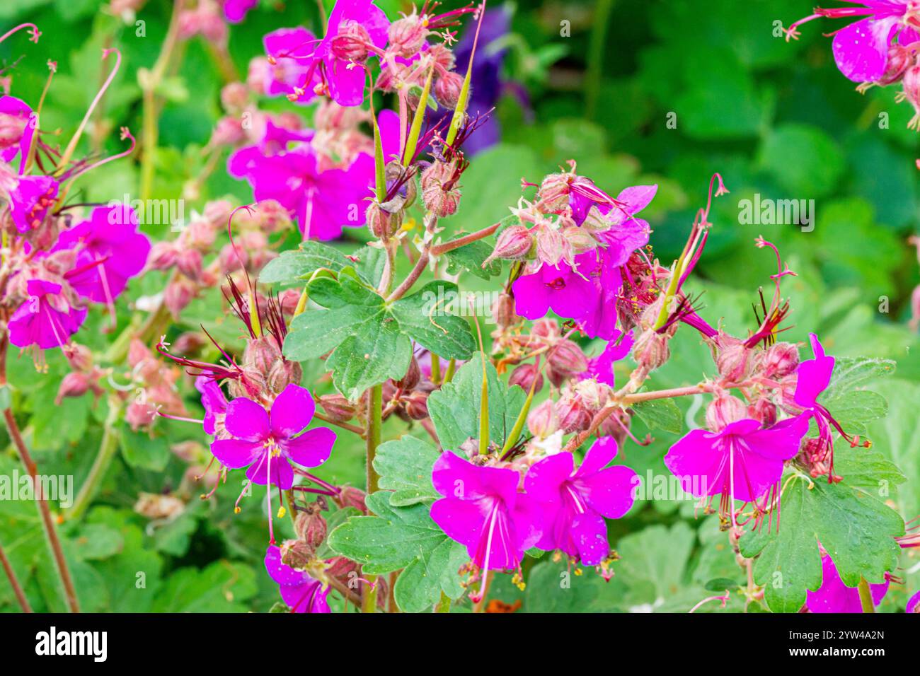 Cranesbill Geranium, Geranium macrorrhizum 'Czakor', flowers Stock ...