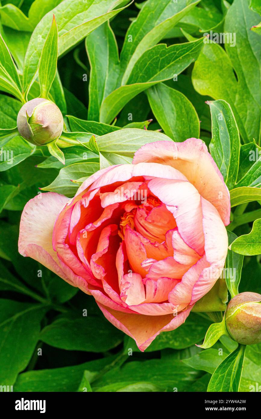 Tree peony, Paeonia itoh 'Callie's Memory', flower Stock Photo - Alamy