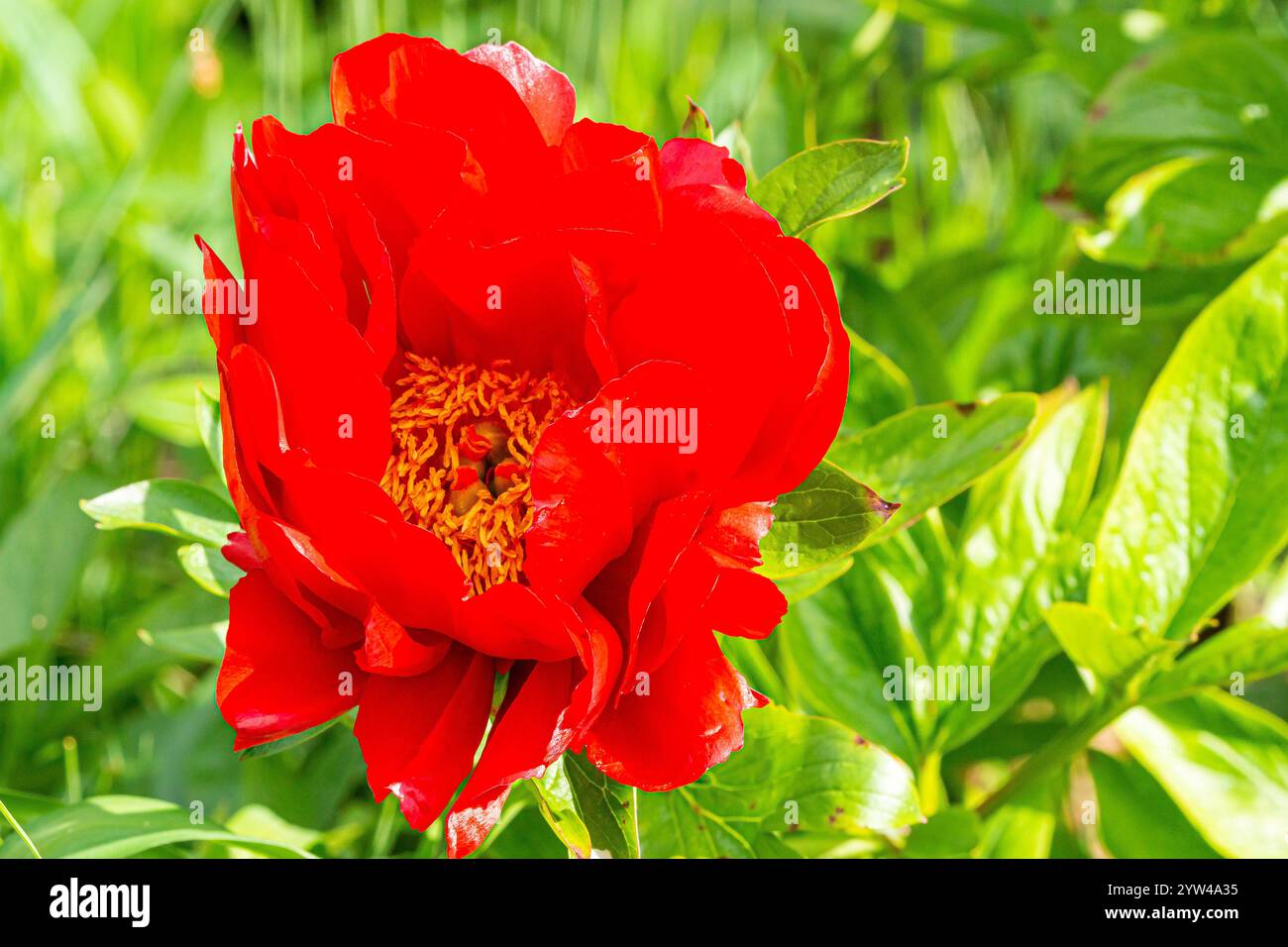 Tree peony, Paeonia itoh 'Scarlet Heaven', flower Stock Photo - Alamy