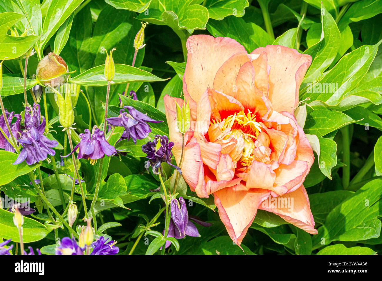 Tree peony, Paeonia itoh 'Callie's Memory', flower Stock Photo - Alamy