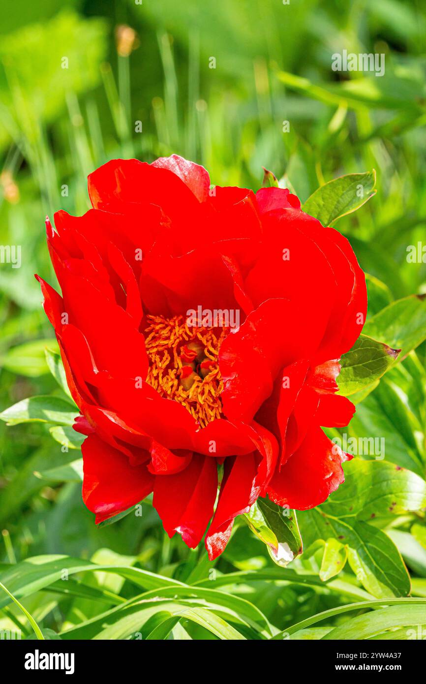 Tree peony, Paeonia itoh 'Scarlet Heaven', flower Stock Photo - Alamy