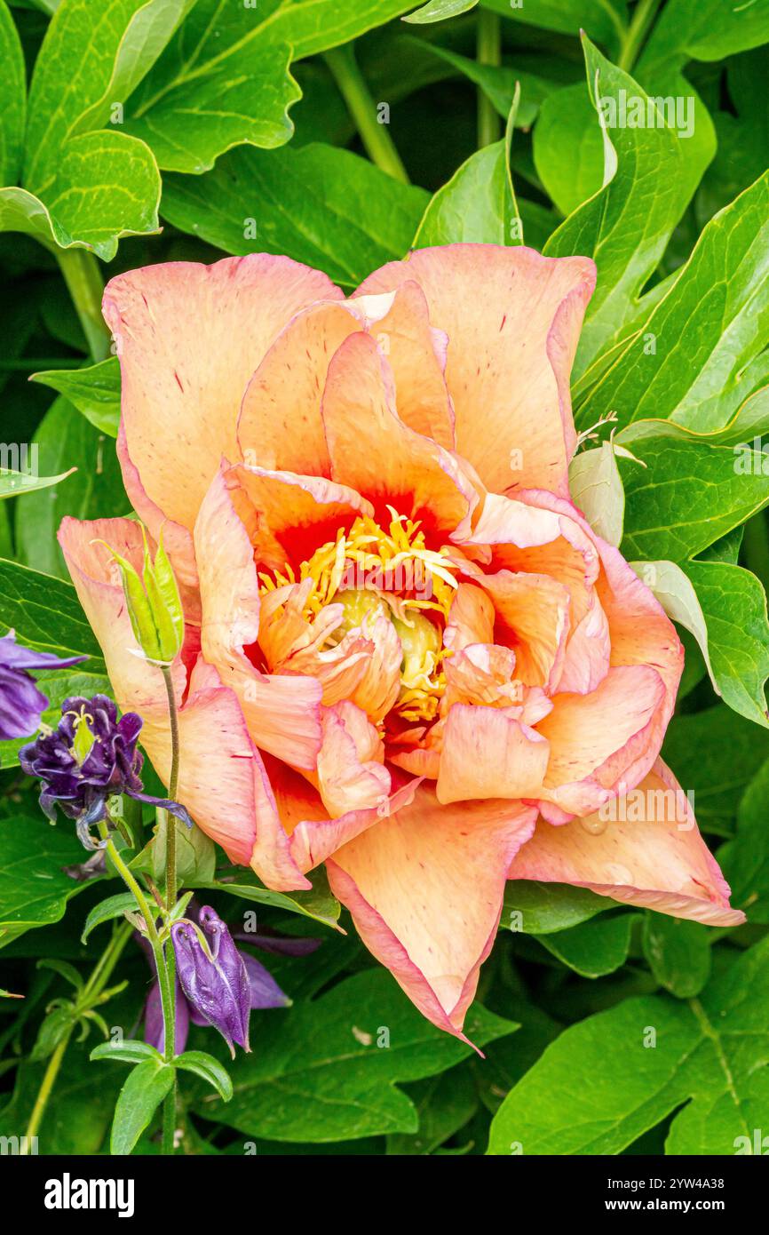 Tree peony, Paeonia itoh 'Callie's Memory', flower Stock Photo - Alamy