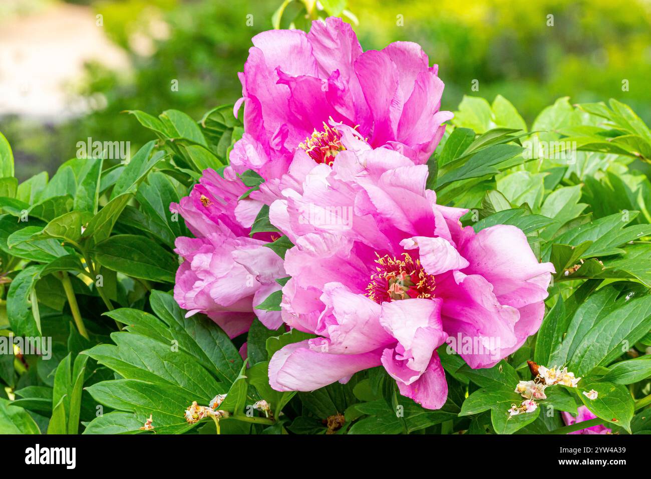 Tree peony, Paeonia itoh 'First Arrival', flowers Stock Photo - Alamy