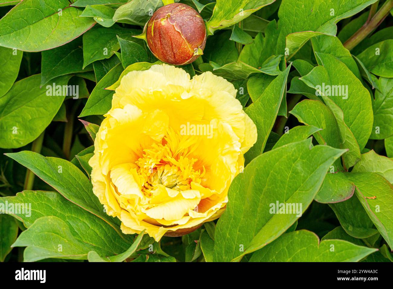 Tree peony, Paeonia itoh 'Yellow Heaven', flowers Stock Photo - Alamy