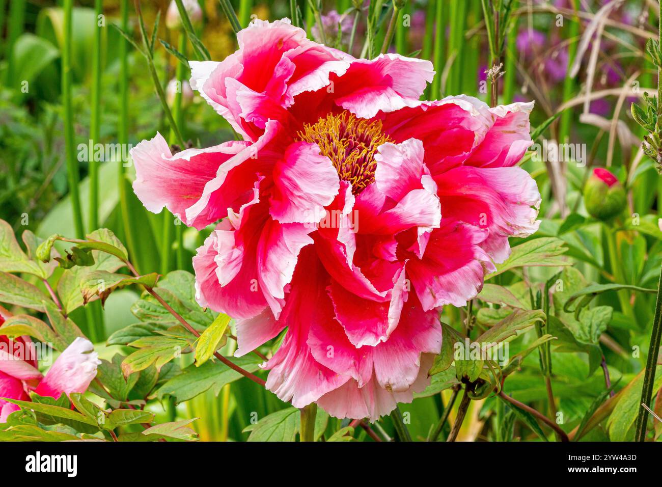 Japanese tree peony, Paeonia suffruticosa 'Shin-Shichifukijin', flower ...
