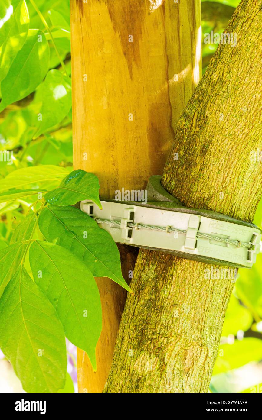 Clamp of a young tree on a stake Stock Photo - Alamy