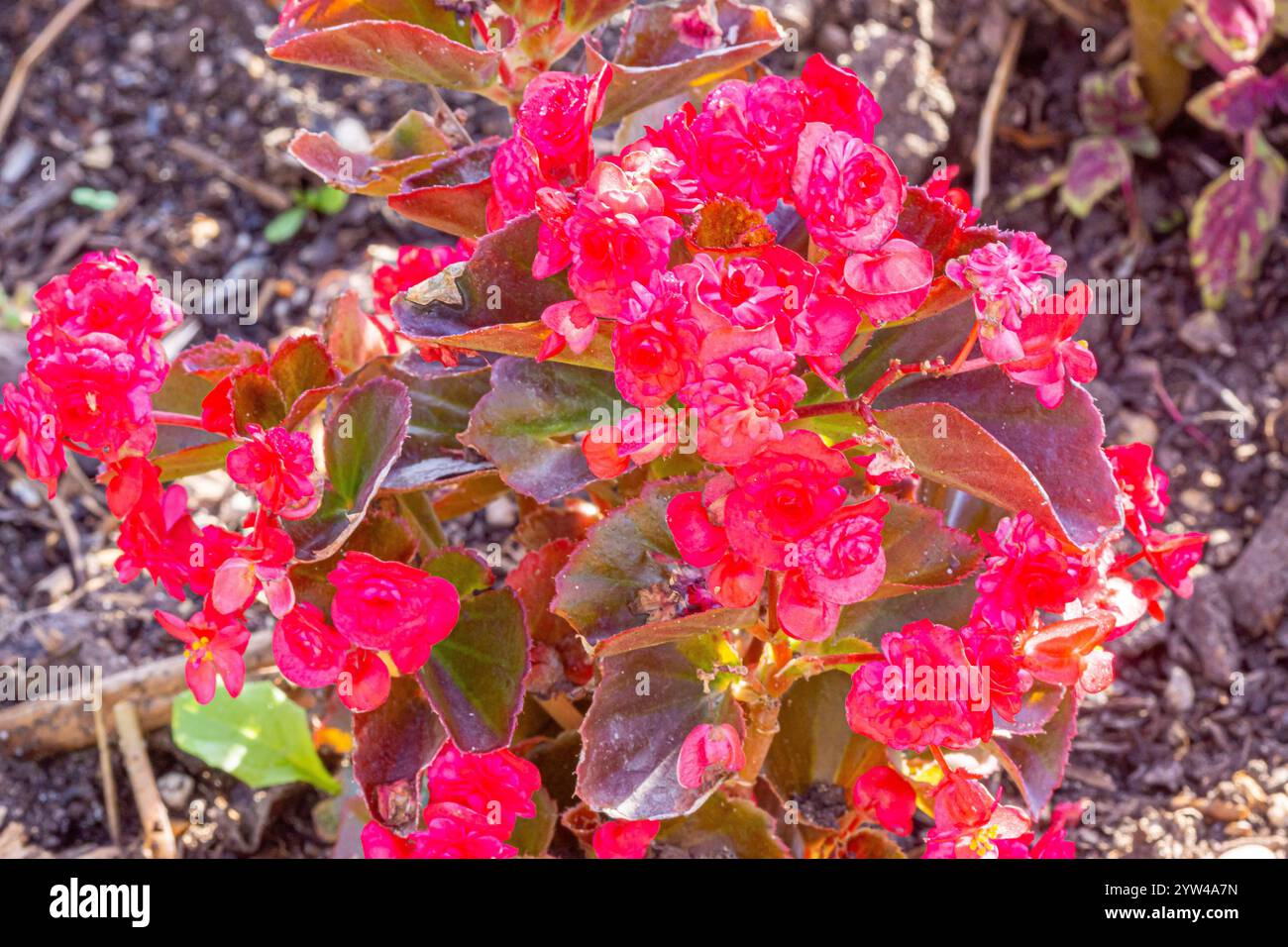 Begonia semperflorens 'Senator Red', flowers Stock Photo - Alamy