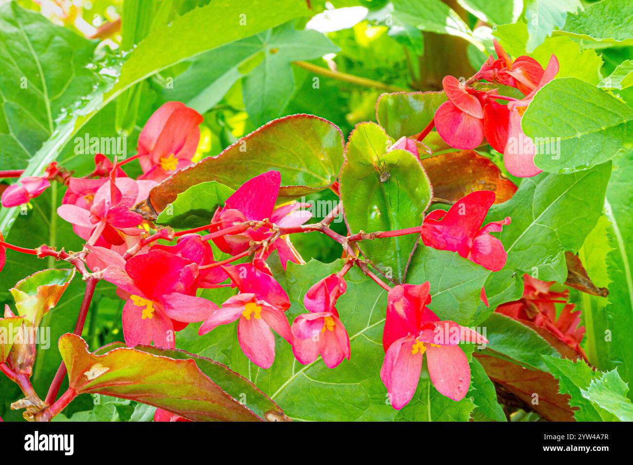 Begonia semperflorens 'Dragon Wing Red', flowers Stock Photo - Alamy