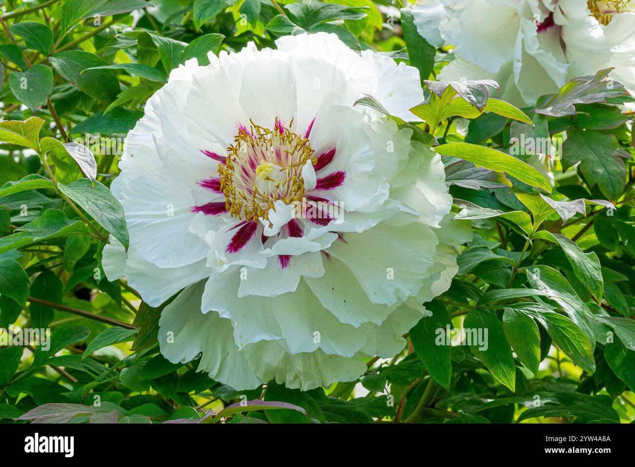 Tree peony 'Lydia Foot', Paeonia suffruticosa 'Lydia Foot', flower ...
