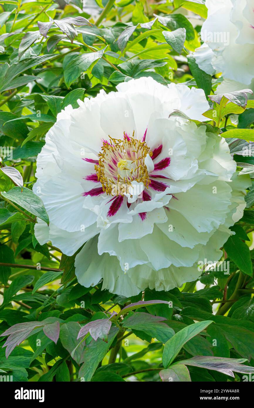 Tree peony 'Lydia Foot', Paeonia suffruticosa 'Lydia Foot', flower ...