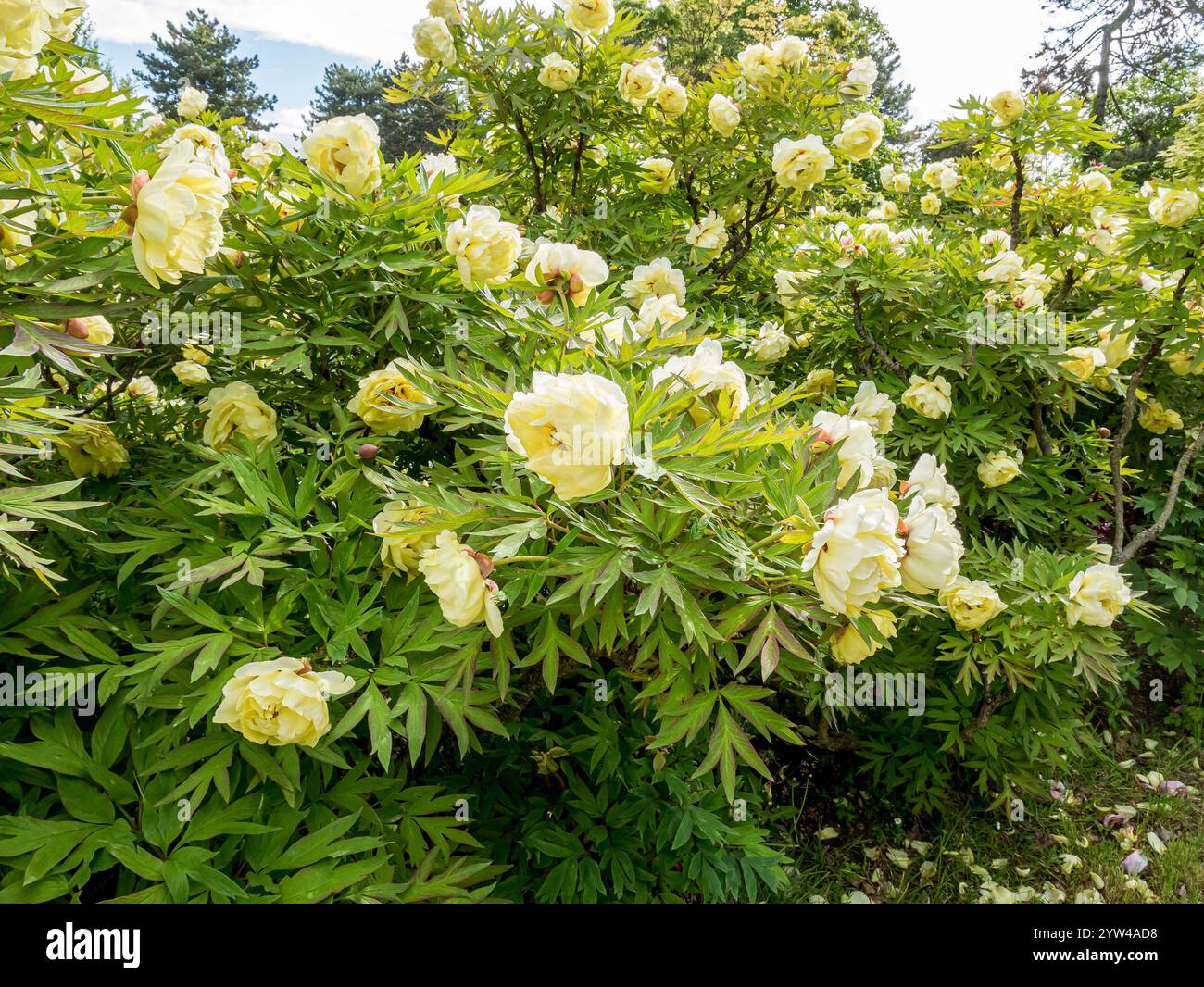 Tree peony, Paeonia itoh 'Yellow Heaven', flowers Stock Photo - Alamy