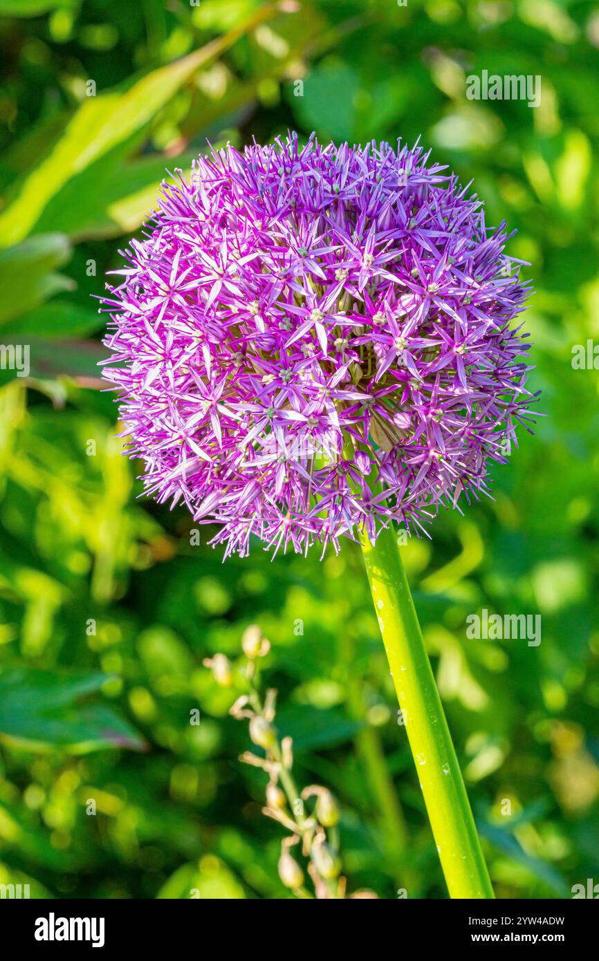Giant Ornamental Onion, Allium giganteum, flowers Stock Photo - Alamy
