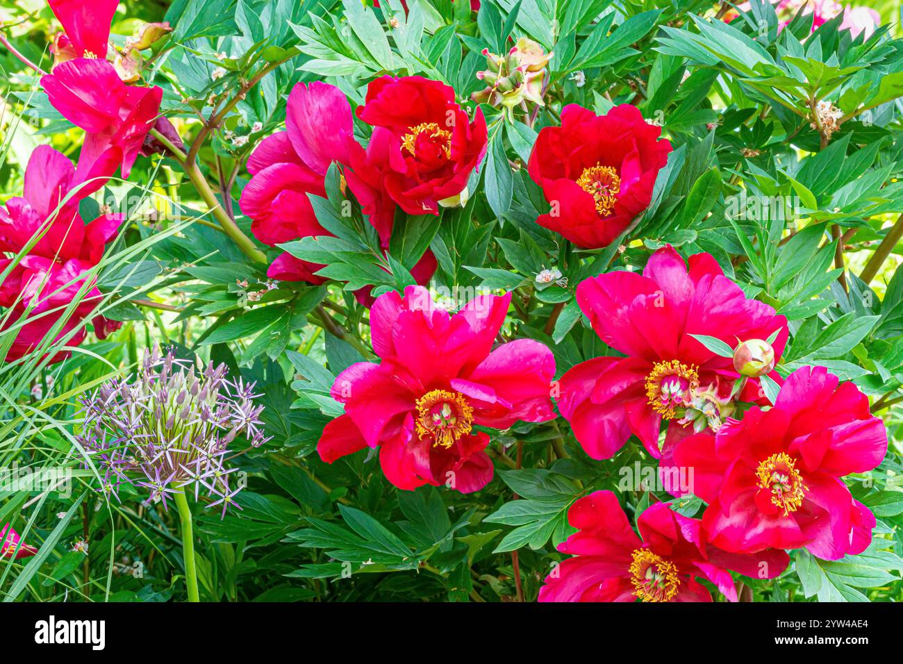Tree peony, Paeonia itoh 'Scarlet Heaven', flowers Stock Photo - Alamy