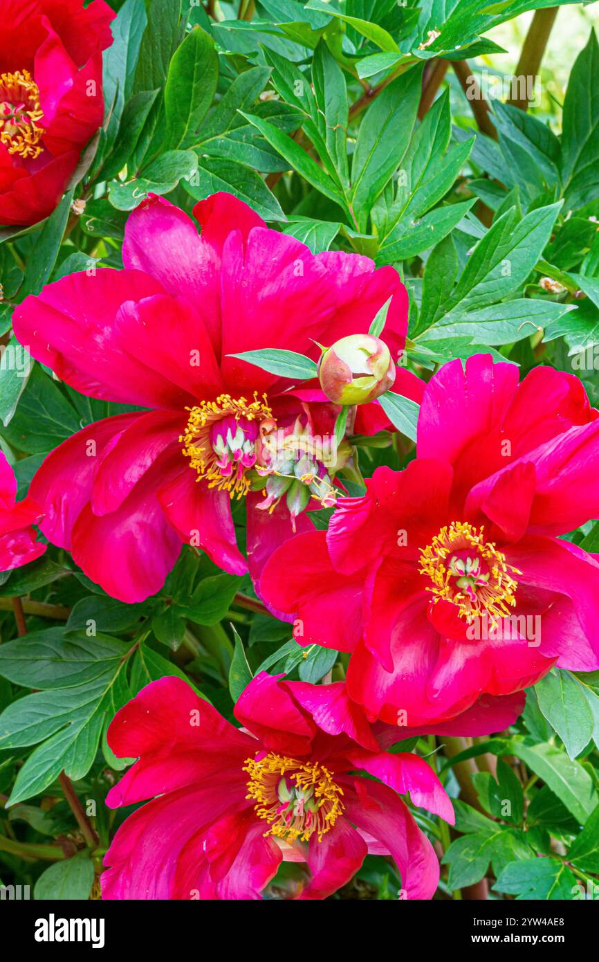 Tree peony, Paeonia itoh 'Scarlet Heaven', flowers Stock Photo - Alamy