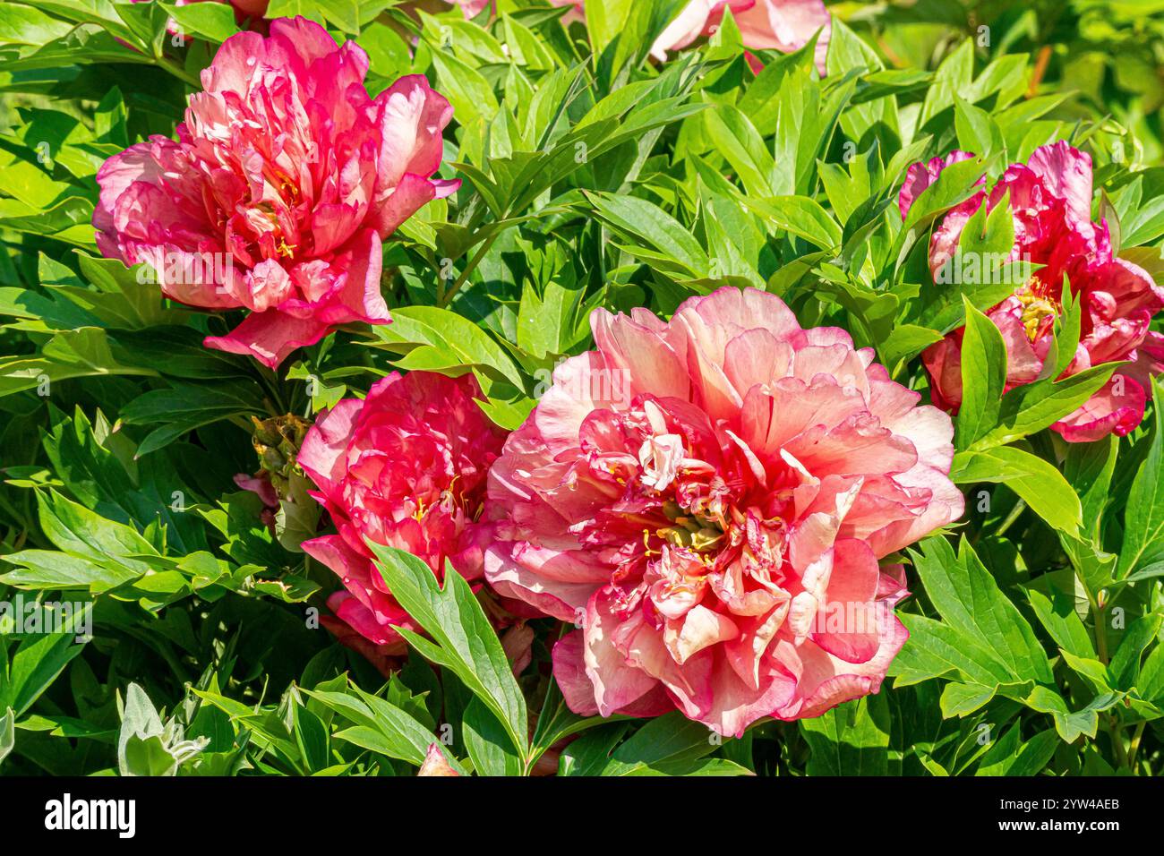 Tree peony, Paeonia Itoh 'Hillary', Flowers Stock Photo - Alamy