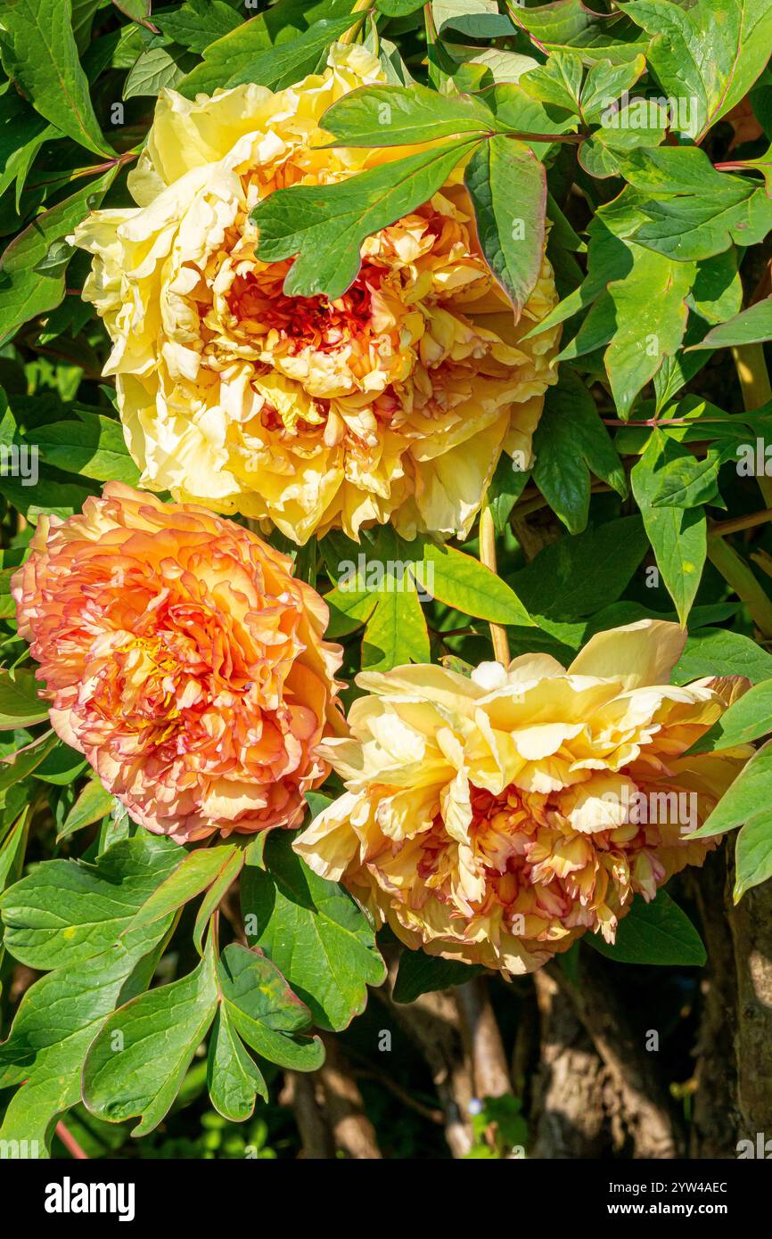 Tree peony, Paeonia lutea 'Chromatella', flowers Stock Photo - Alamy
