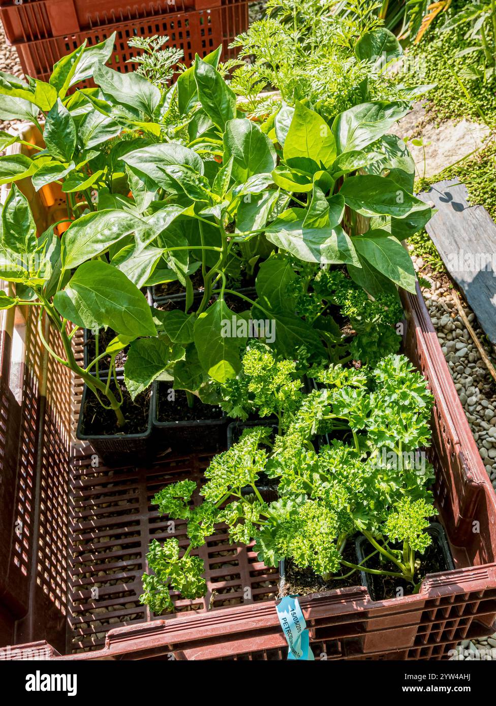 Spring sowing of aromatic plants Stock Photo - Alamy