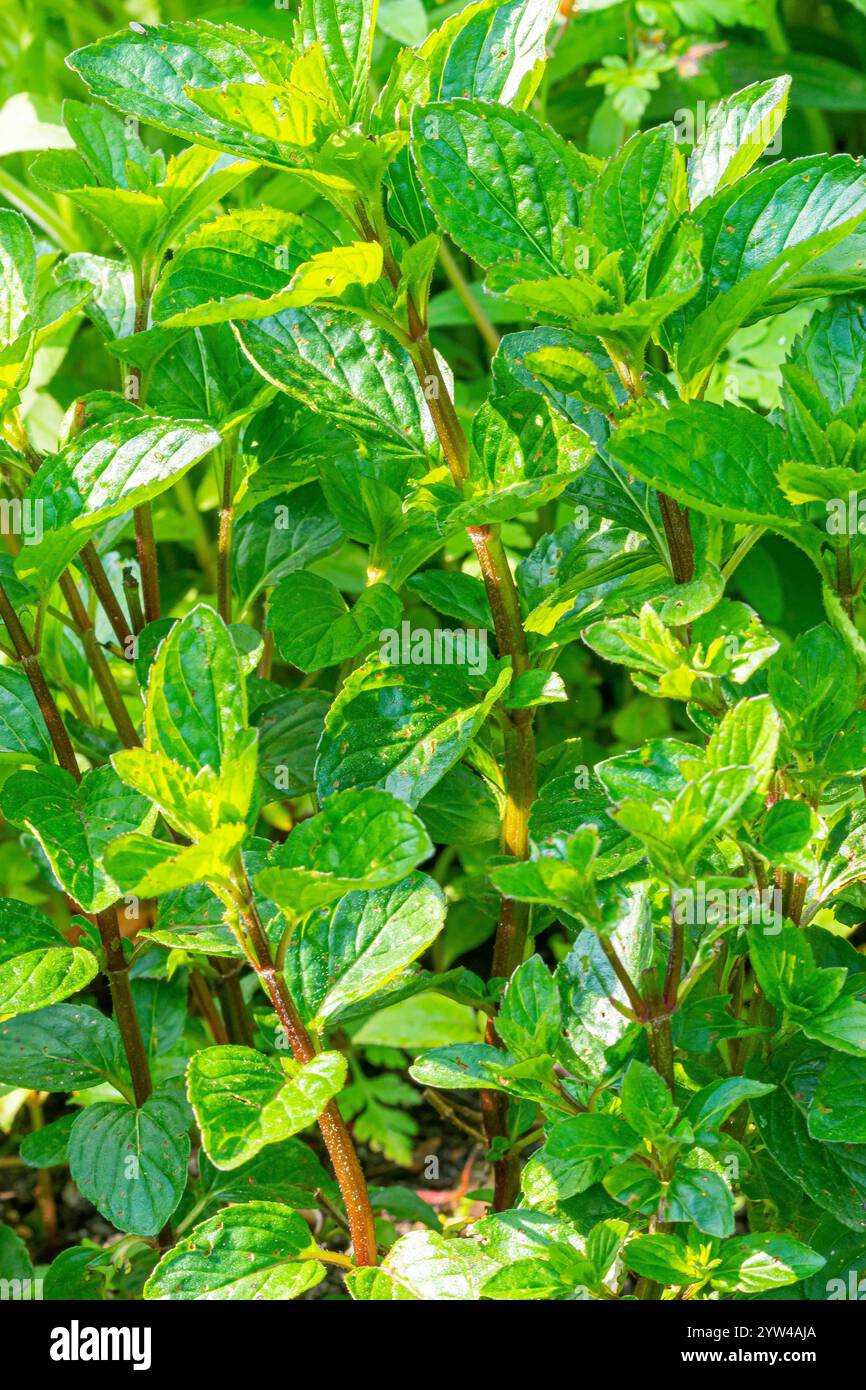 Mint, Mentha piperita citrata 'Eau de Cologne', foliage Stock Photo - Alamy