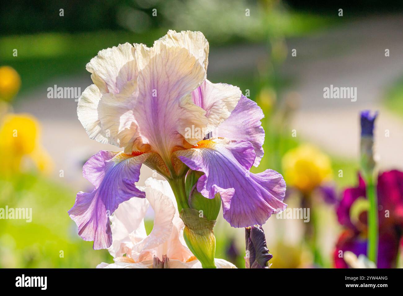 Tall Bearded Iris, Iris Germanica 'Loudoun Lassie', flower Stock Photo ...