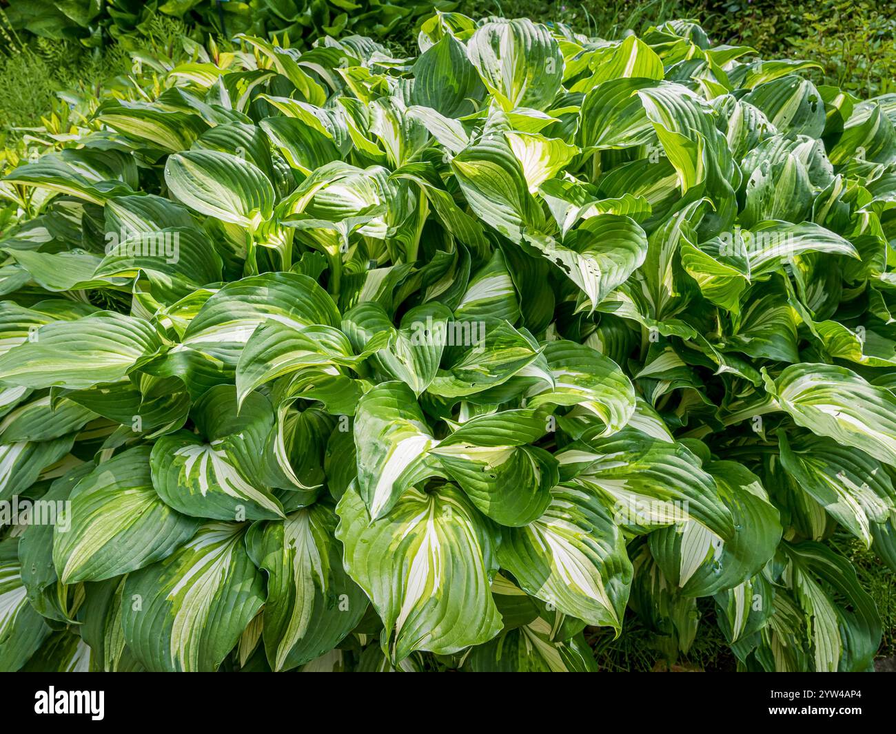 Plantain Lily, Hosta undulata 'Medio Variegata', foliage Stock Photo ...