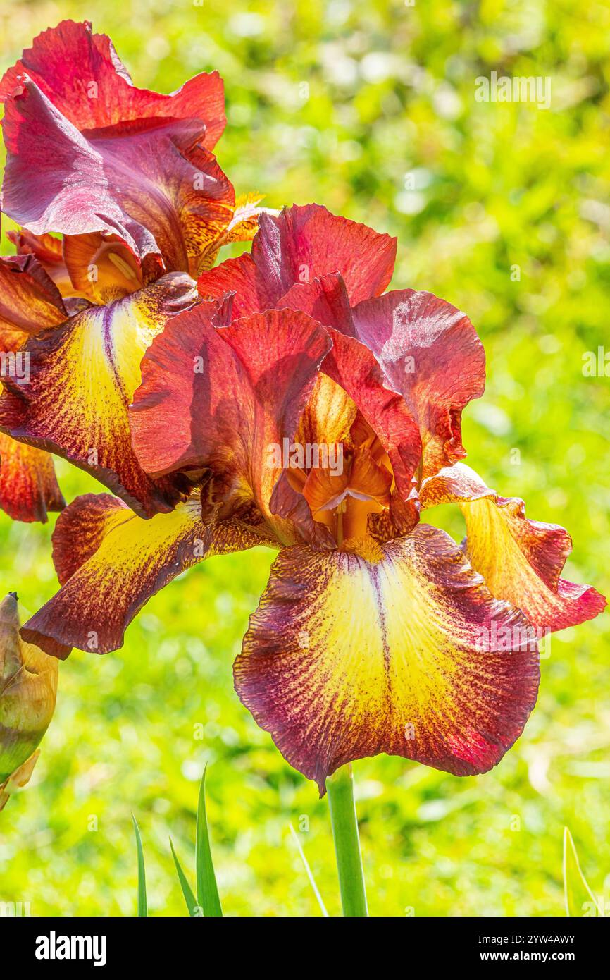 Tall Bearded Iris, Iris Germanica 'Provencal', flowers Stock Photo - Alamy
