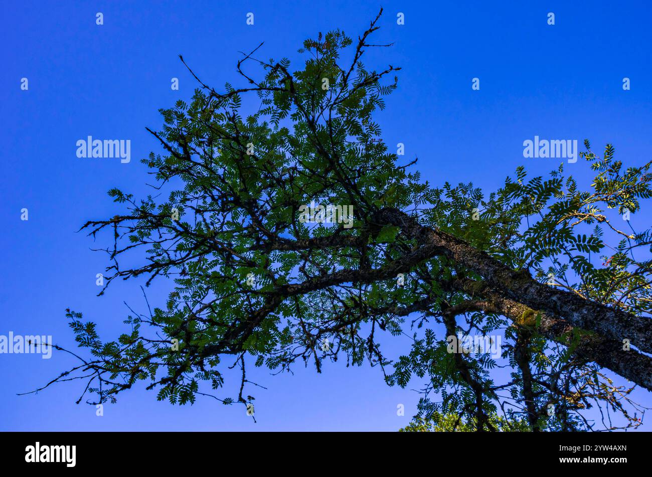 Vogelbeebaum, Eberesche, Sorbus aucuparia Vogelbeebaum, Eberesche ...