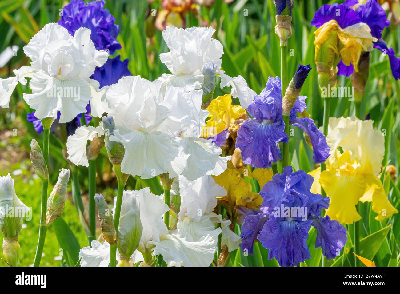 Tall Bearded Iris, Iris Germanica 'Frison-Roche', Iris Germanica ...