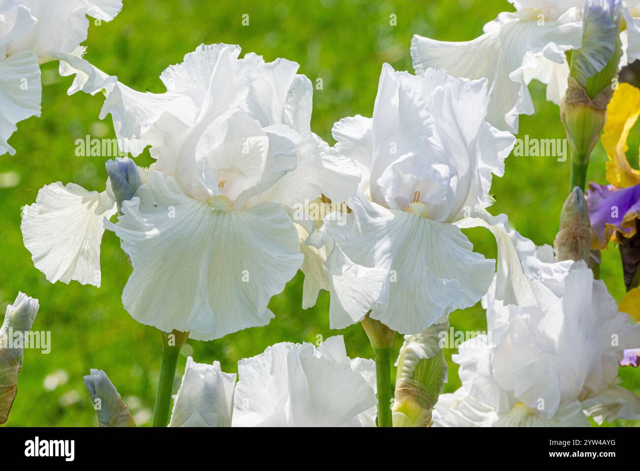 Tall Bearded Iris, Iris Germanica 'Frison-Roche', flowers Stock Photo ...