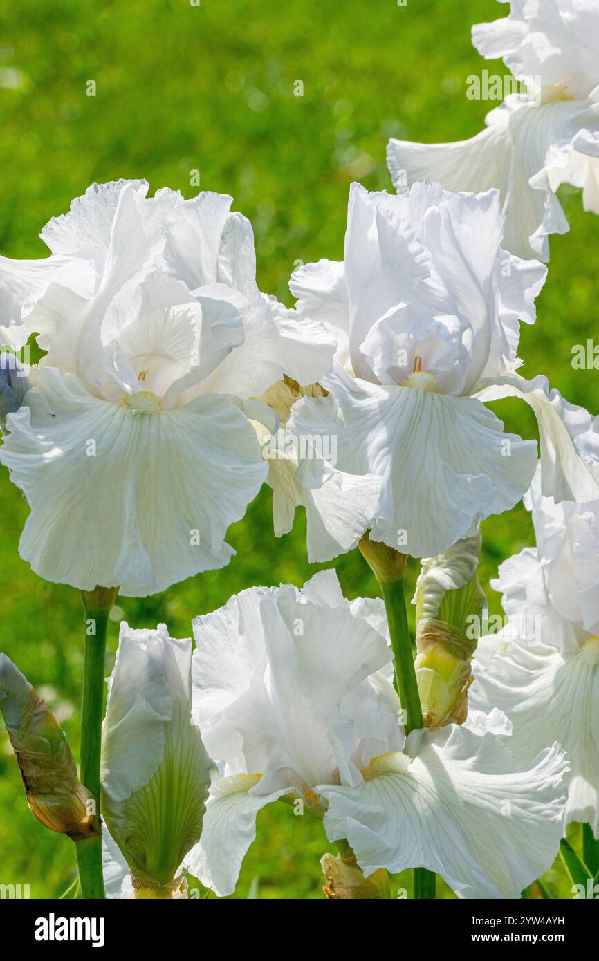Tall Bearded Iris, Iris Germanica 'Frison-Roche', flowers Stock Photo ...