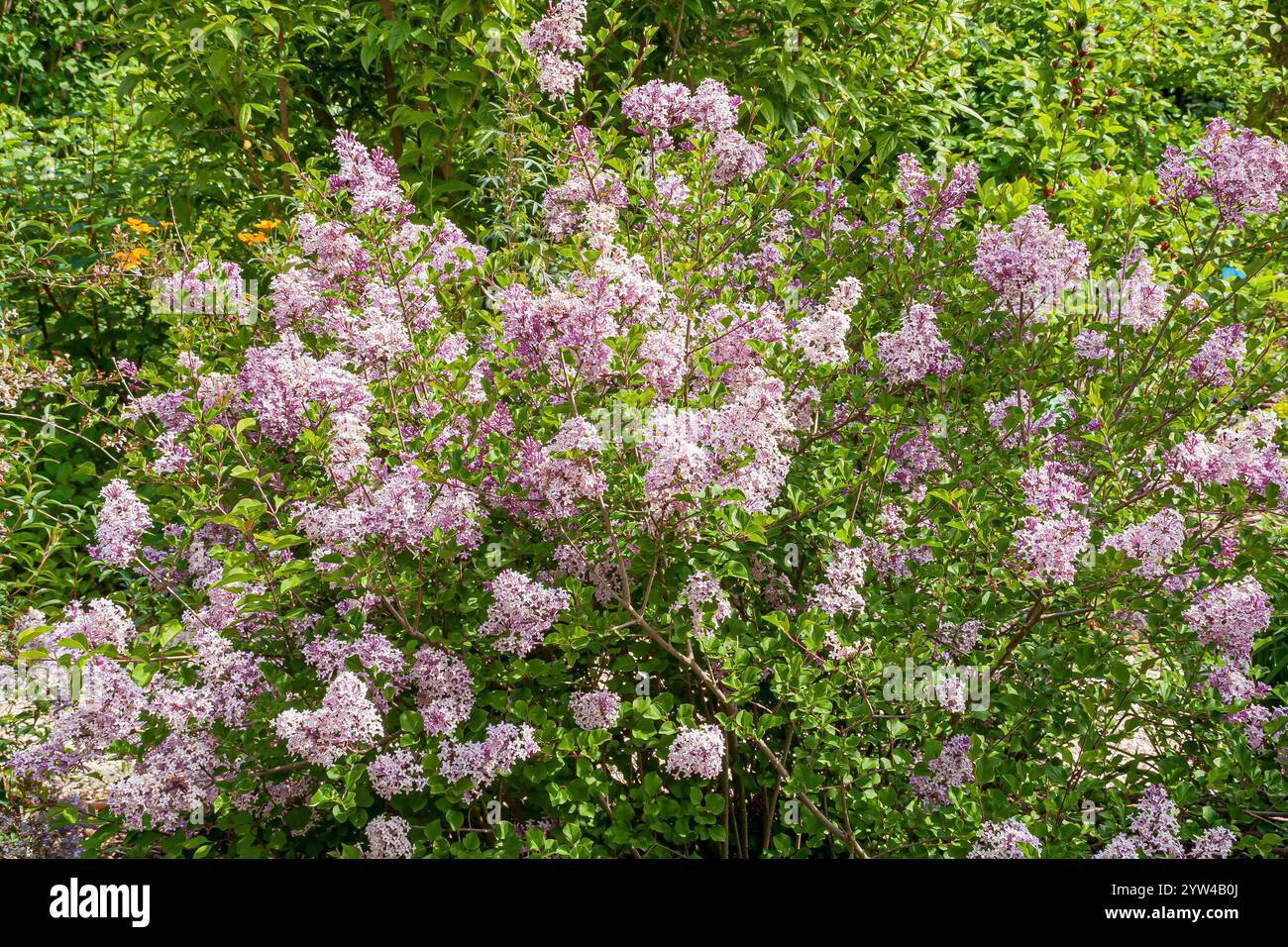 Little leaf lilac, Syringa pubescens subsp. patula 'Miss Kim', in bloom ...