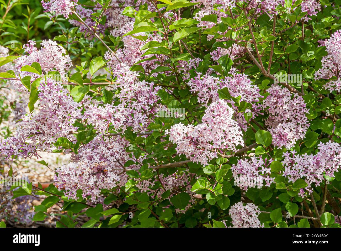 Little leaf lilac, Syringa pubescens subsp. patula 'Miss Kim', in bloom ...