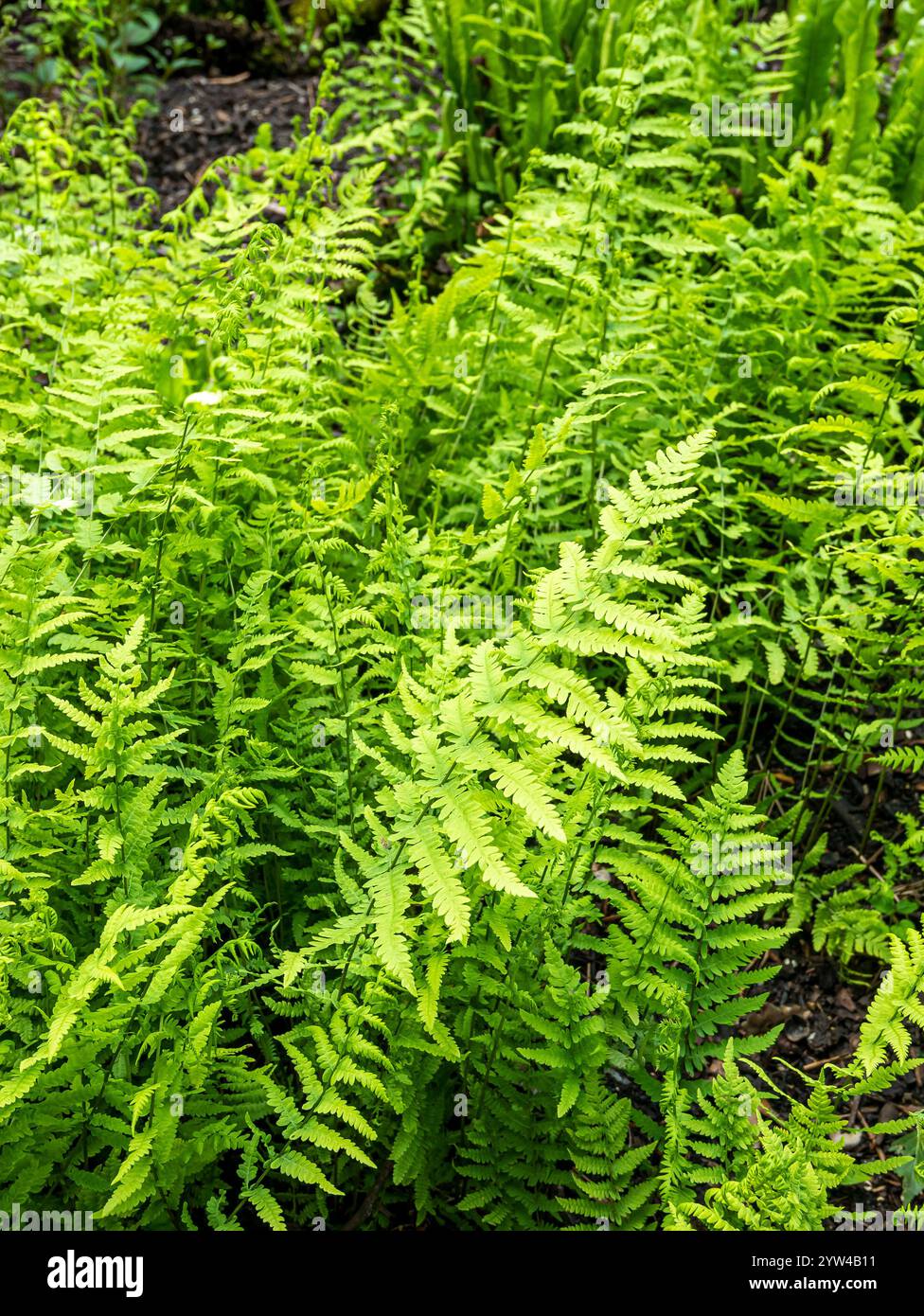 Southern Wood Fern, Thelypteris kunthii, foliage Stock Photo - Alamy