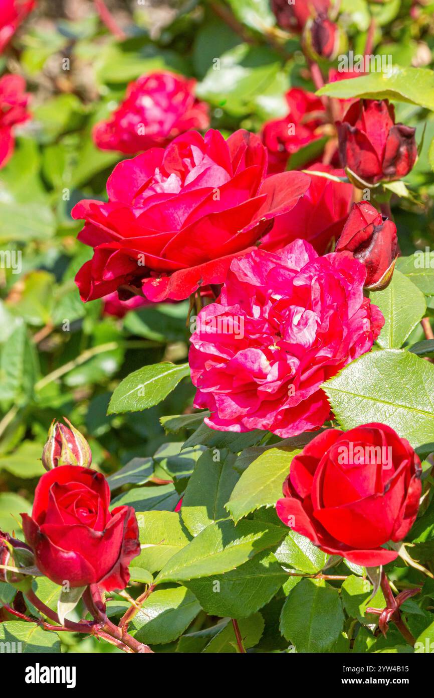 Rosa 'Mona Lisa', flowers Stock Photo - Alamy