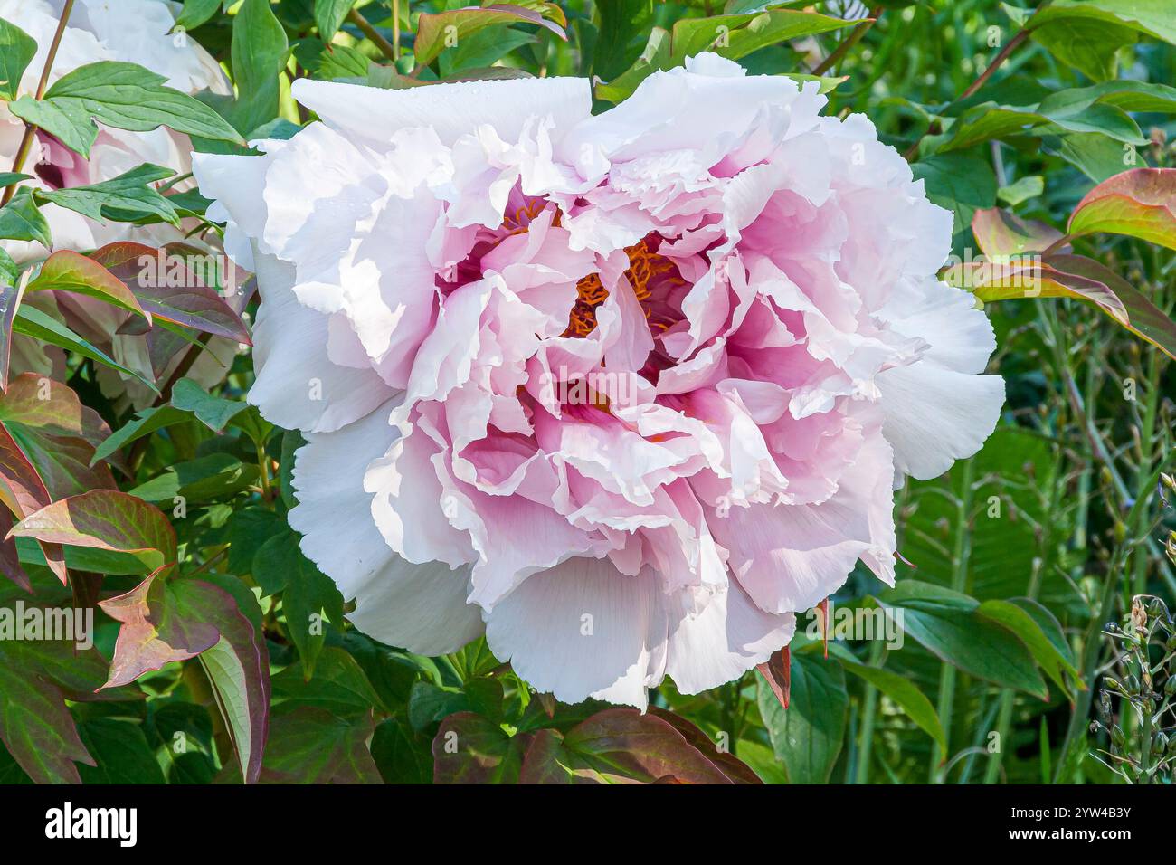 Tree peony, Paeonia suffruticosa 'Asuka', flower Stock Photo - Alamy