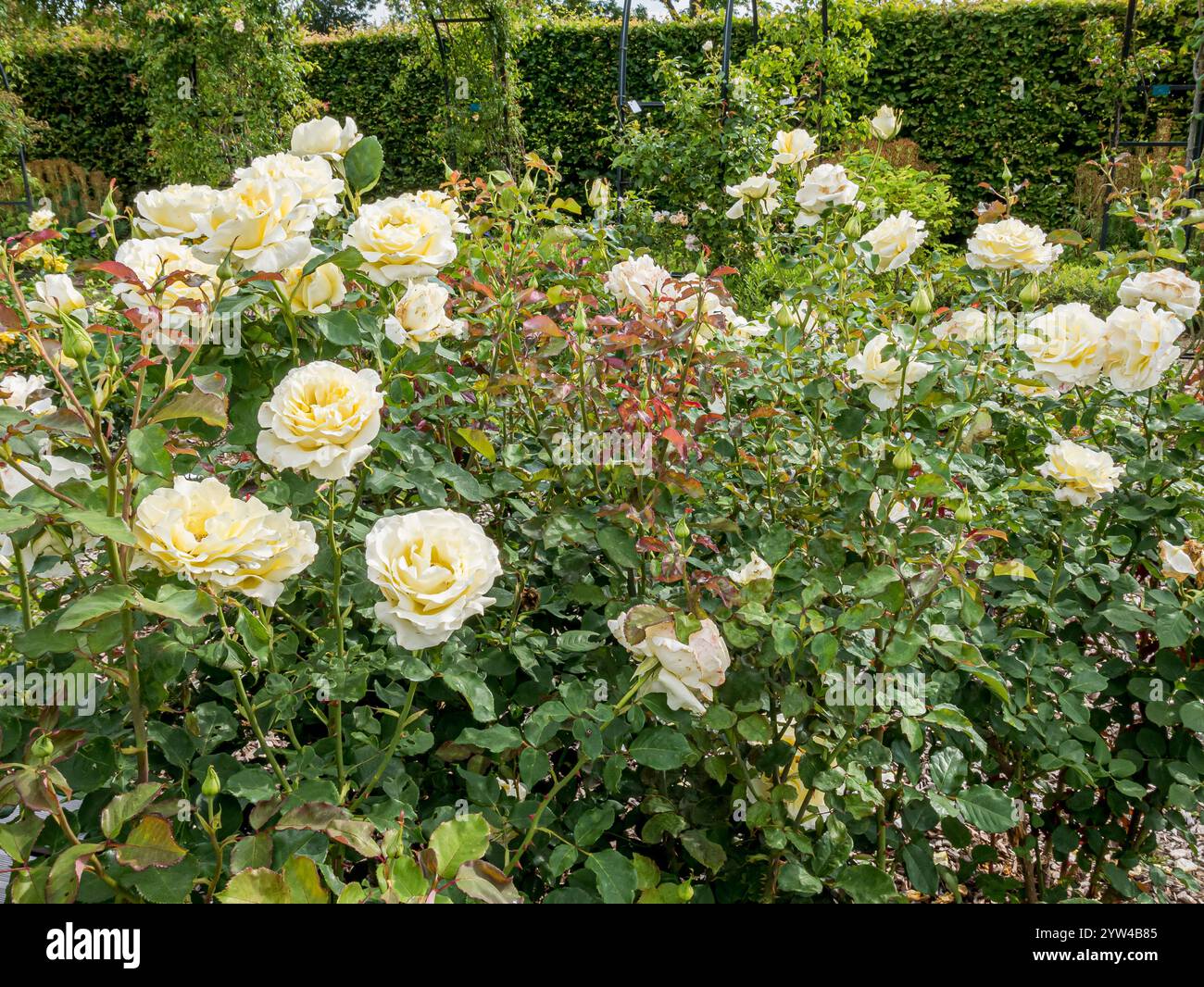 Hybrid tea rose, Rosa 'Elina', in bloom Stock Photo - Alamy