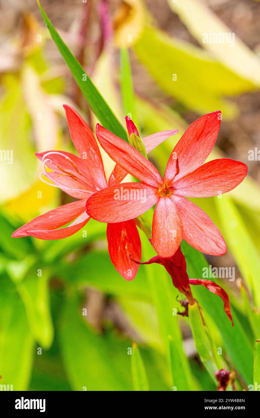 Kaffir Lily, Hesperantha coccinea, flowers Stock Photo - Alamy