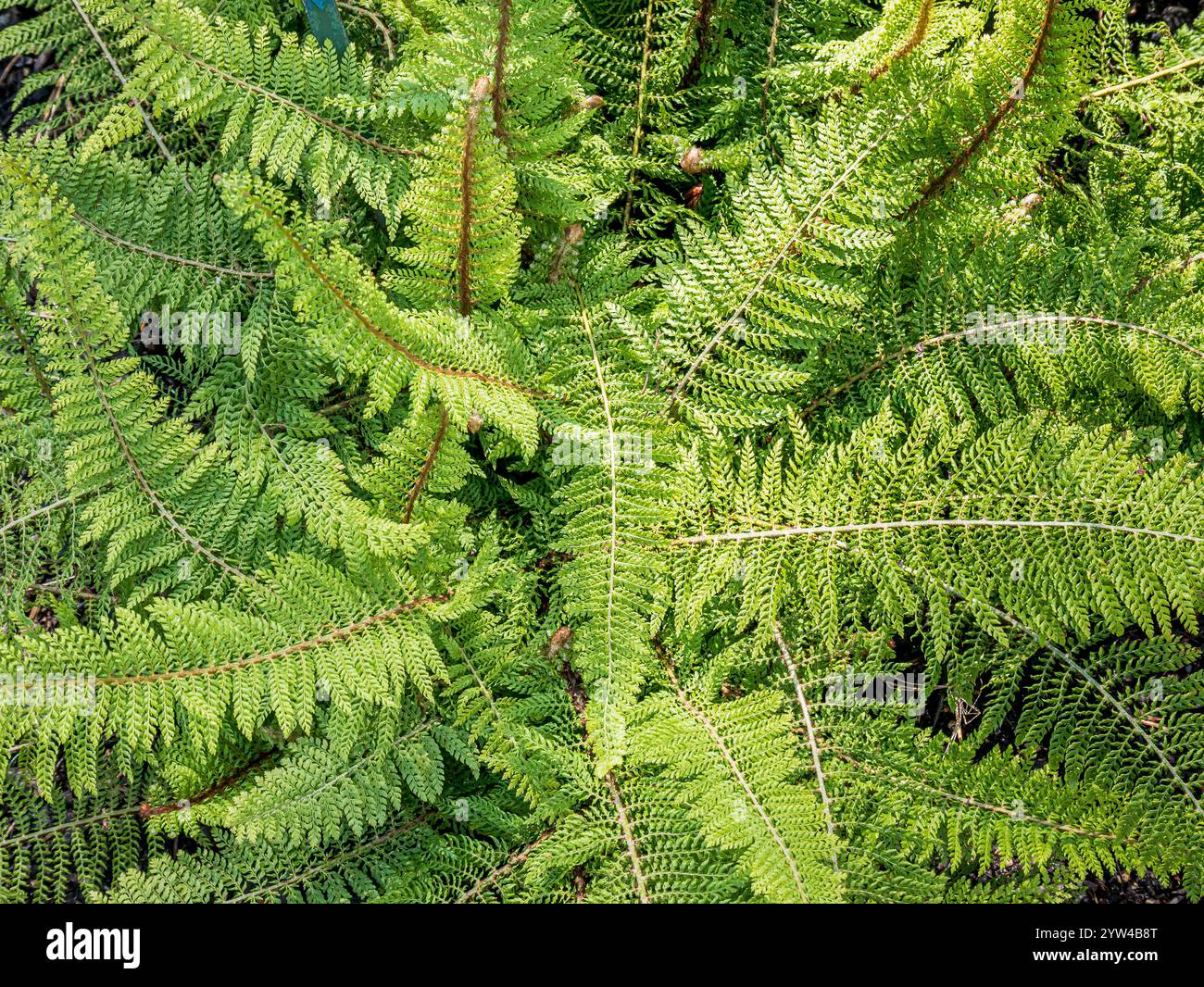 Divided Soft Shield Fern, Polystichum setiferum 'Divisilobum ...