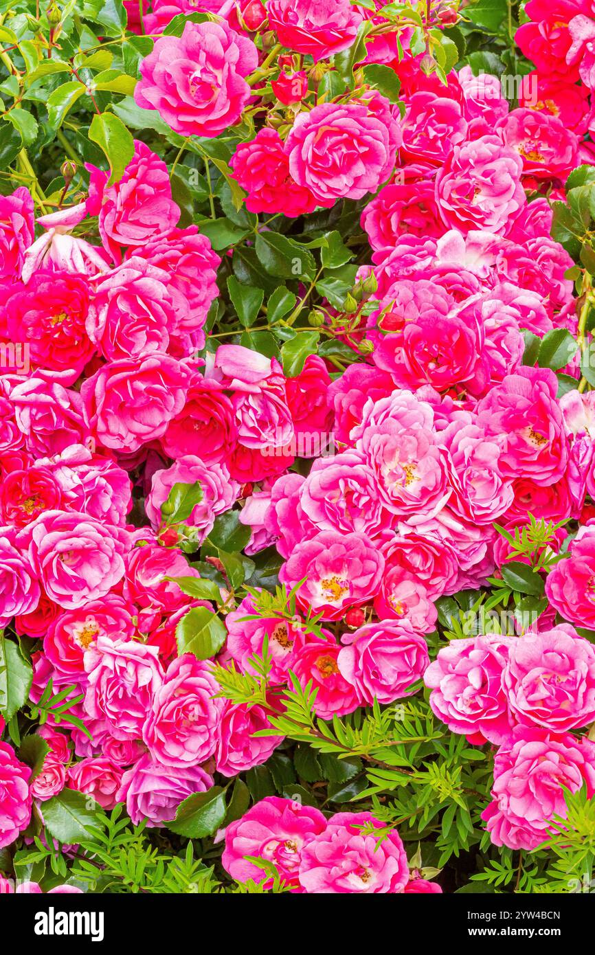 Wichuraiana hybrid rose, Rosa 'Emera' Breeder : Noack (GER) 1989 ...