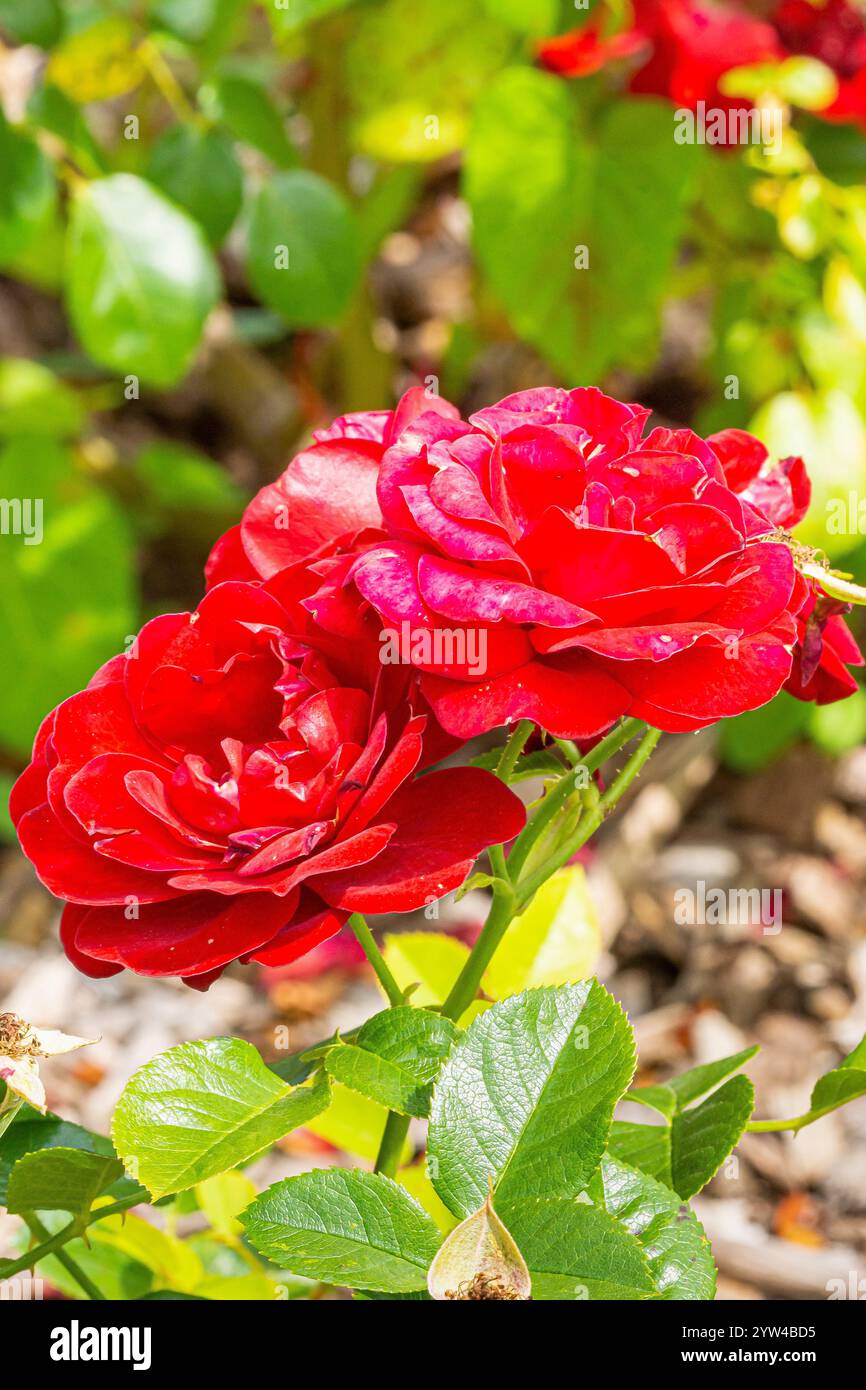 Polyantha rose, Rosa 'Coeurs de Vendee' Breeder : Delbard (FRA) 2010 ...